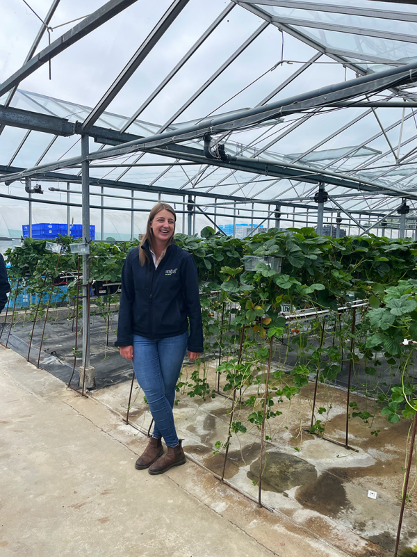 Angus Soft Fruits - Oliver Kay